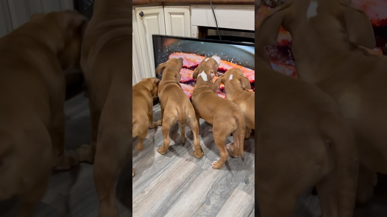 Puppies go wild licking the TV as bacon sizzles on screen