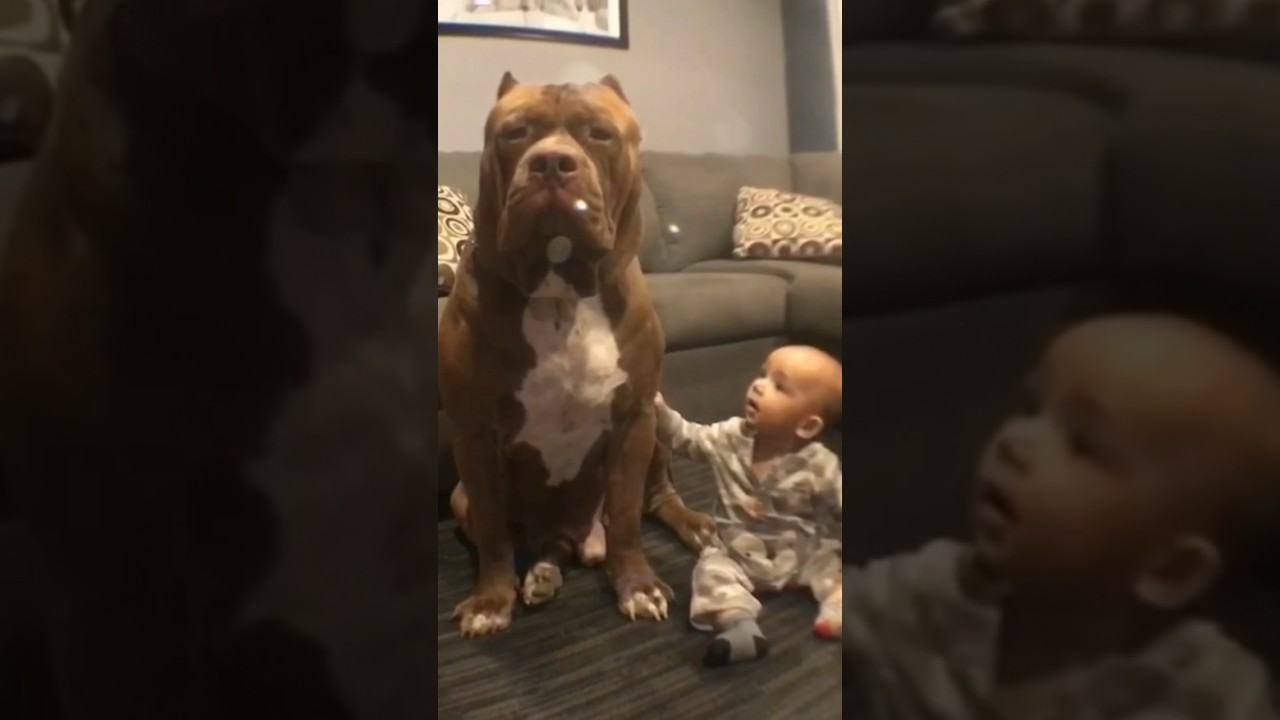 Guard dogs on full alert
