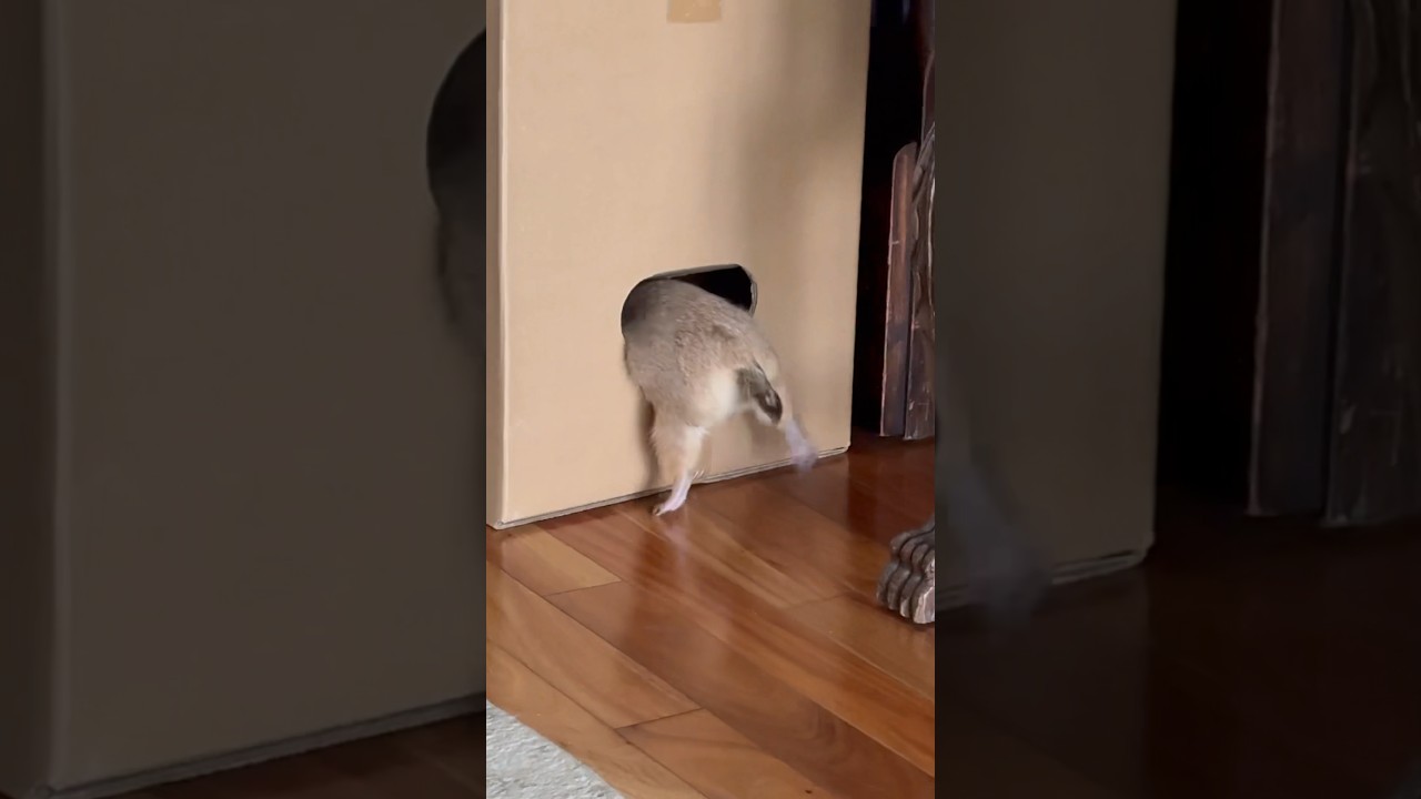 Prairie dog melts into a small hole while playing