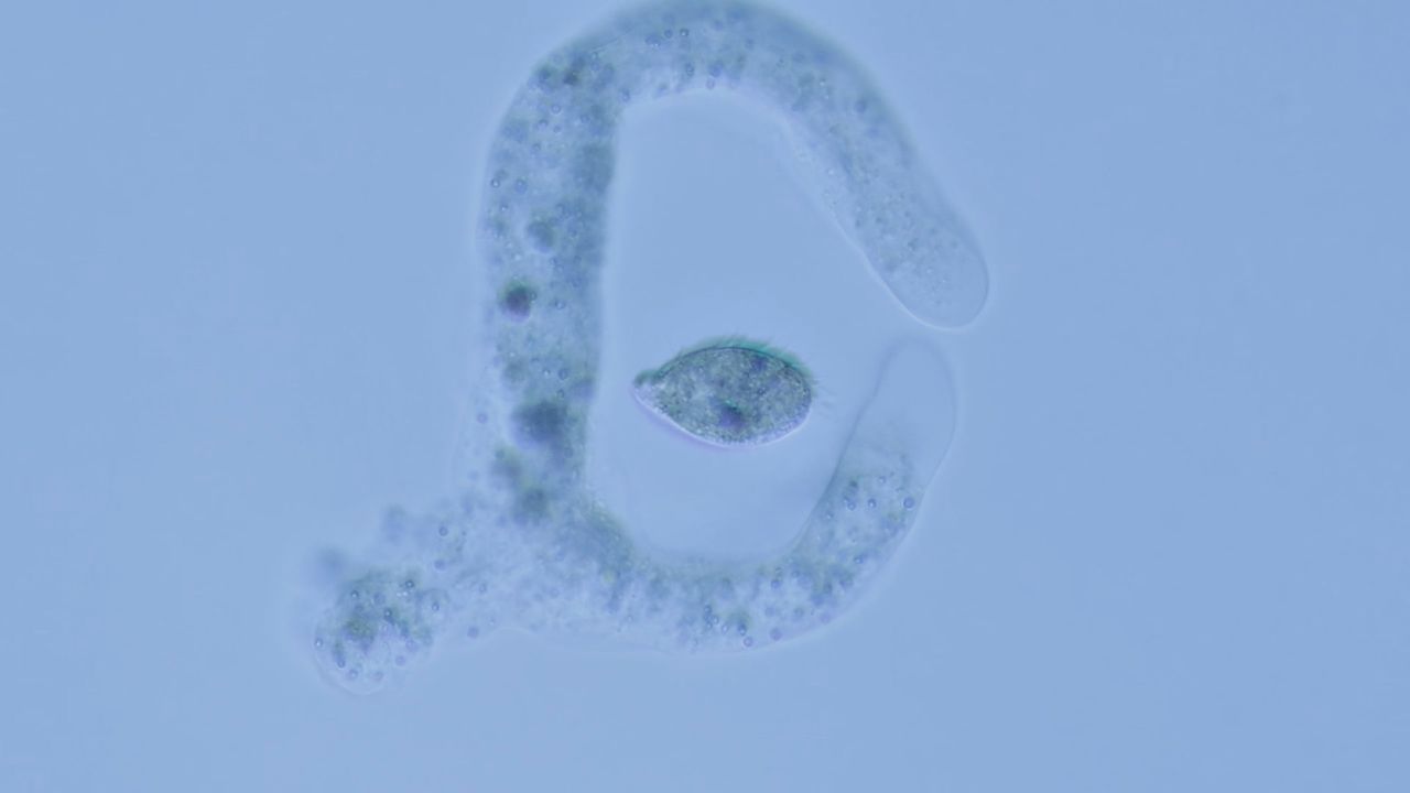 Fascinating moment amoeba consumes single-celled organism