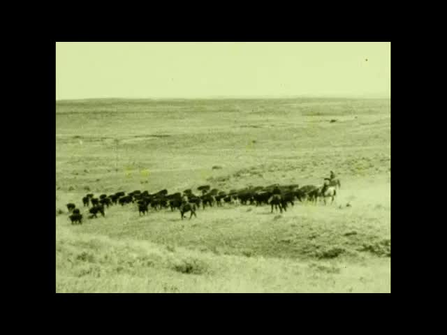 American West Cattle Drive: Cowboys, Ranching, and the Open Range