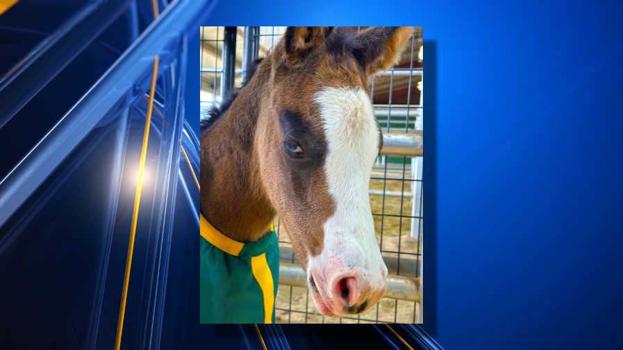 U.S. Border Patrol Big Bend Sector welcomes baby horse