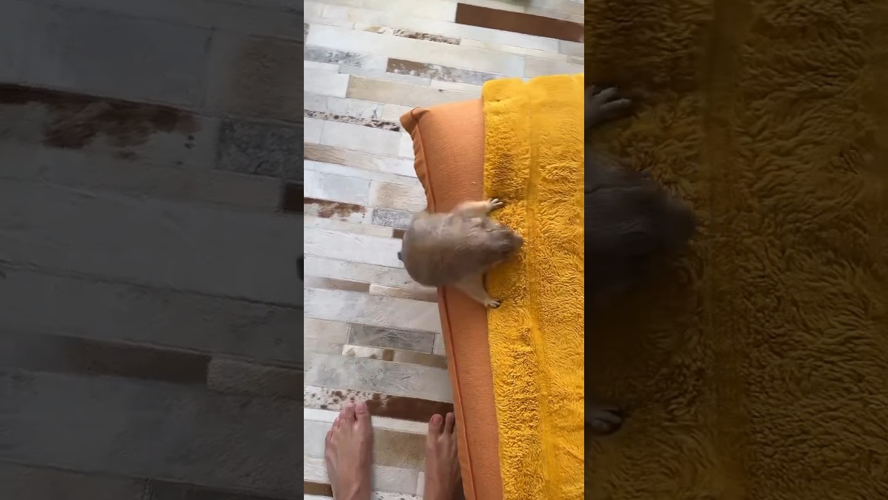 Prairie dog jumps for snacks with determination