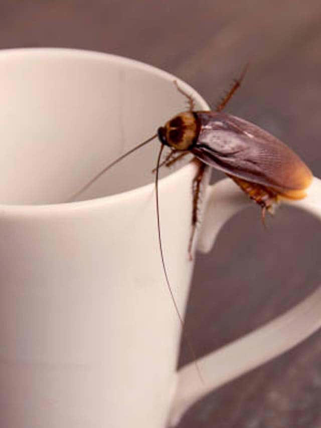 What is Cockroach milk? 5 Health benefits of new age superfood