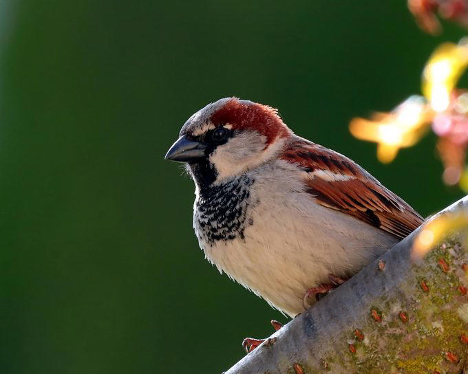 6 Invasive Birds That Are Nonnative to America