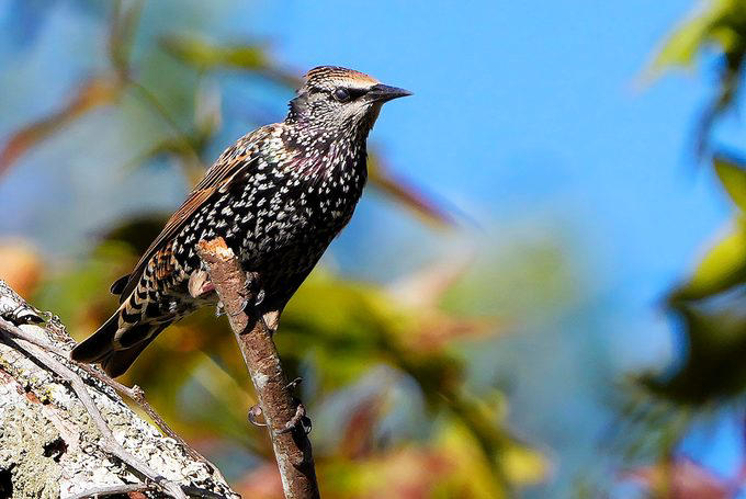 6 Invasive Birds That Are Nonnative to America