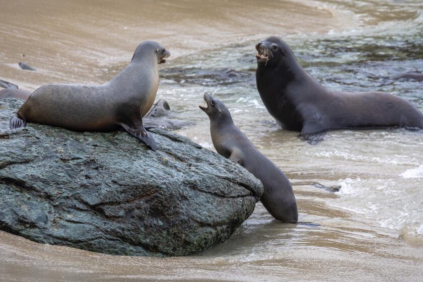 Letters to the Editor: Let's focus on helping animals who are still ...