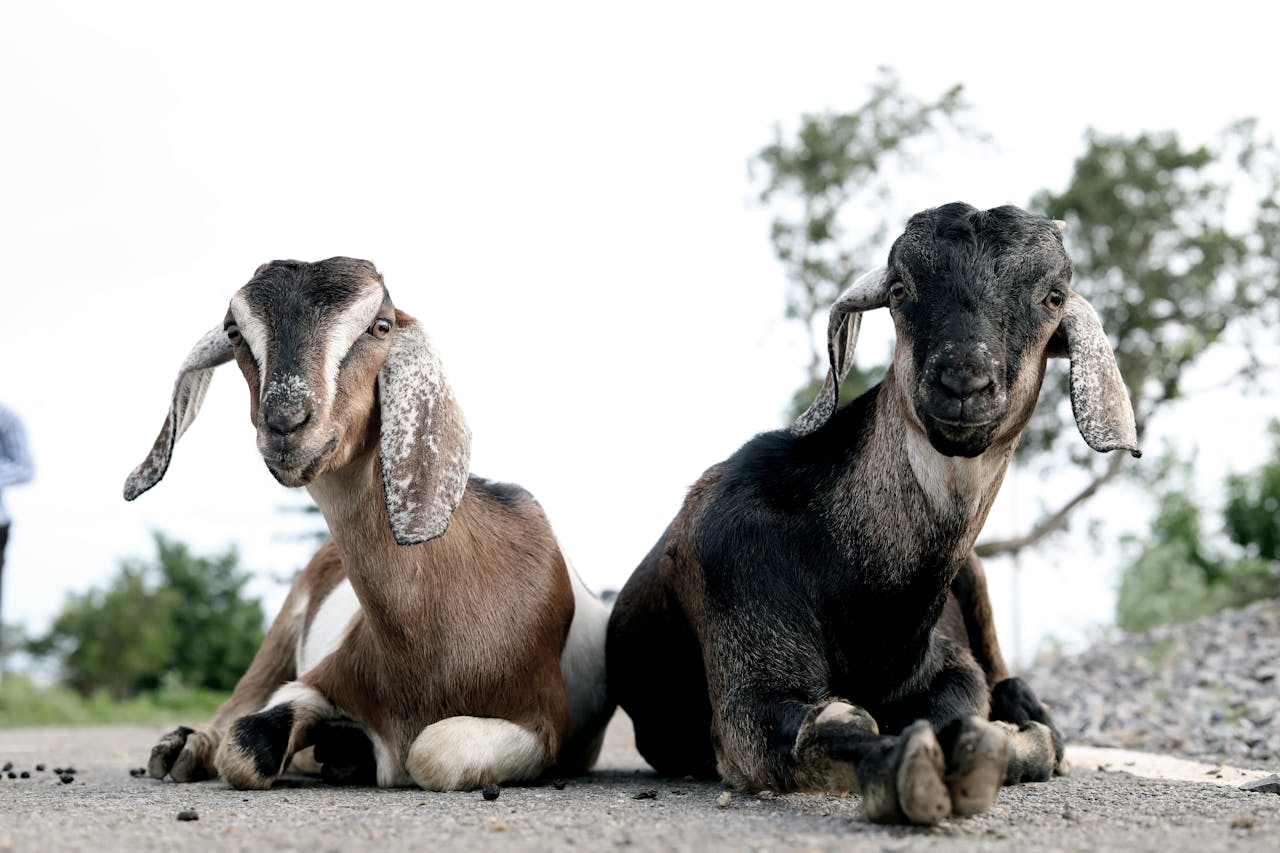 Goats are smarter than sheep and alpacas, scientists reveal