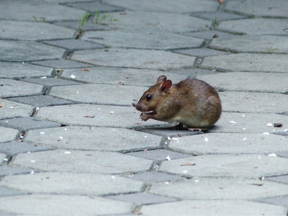 RivCo Restaurant Health Closures: Applebees, Wingstop, HS Snack Bars