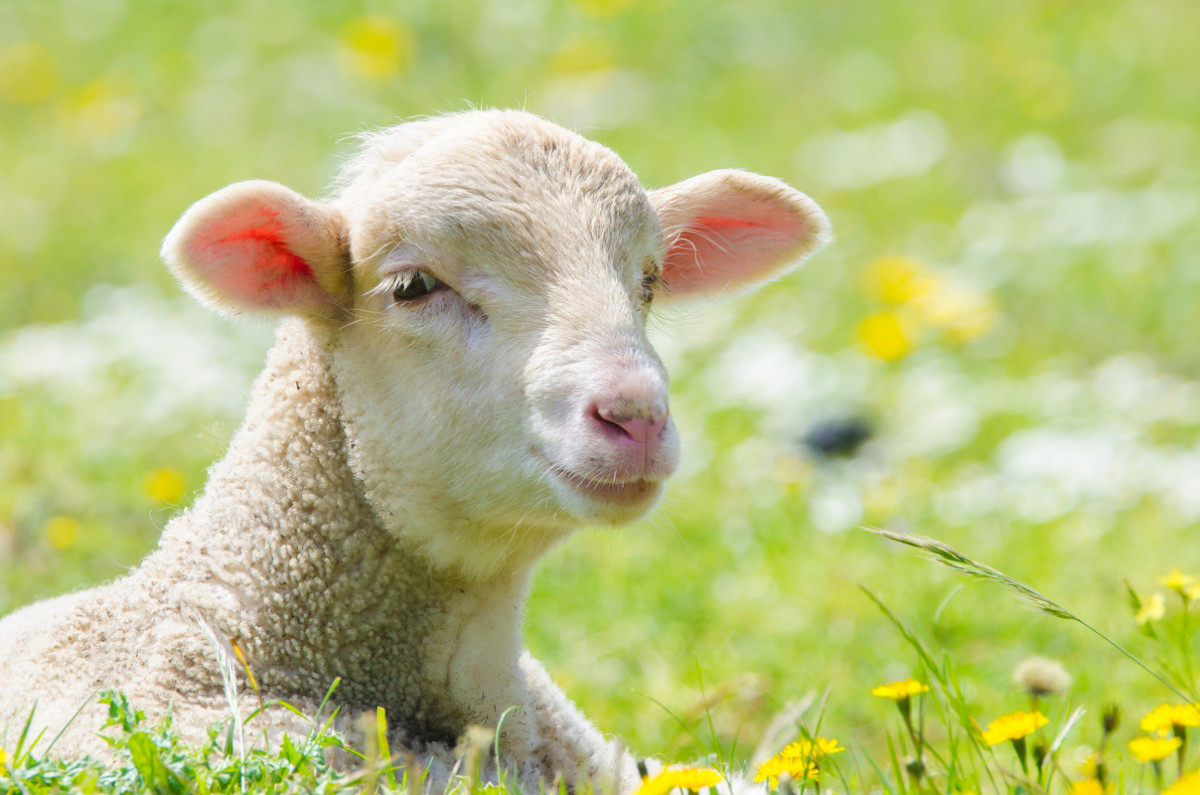 'Sleepiest Lamb to Ever Exist' Is Completely Addicted to Cuddles and It ...