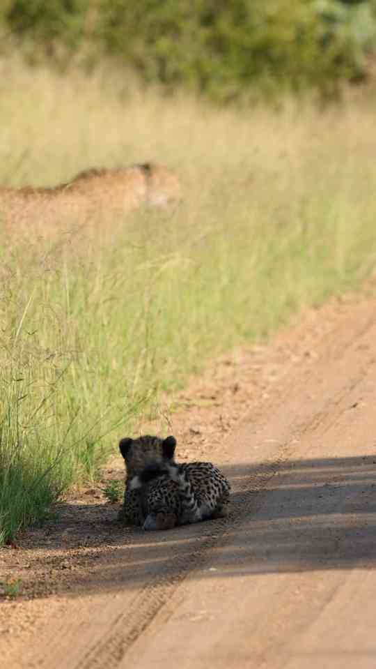 Cheetah Cub Rests on a Sunny Path