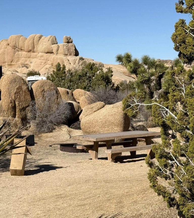 Joshua Tree with Kids- When to Visit, Things to do, Best Hikes, & More!