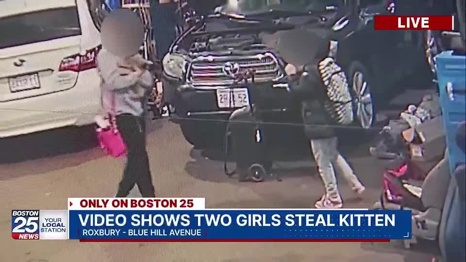 ‘Don’t tell me these girls stole my cat!’: Surveillance shows school ...
