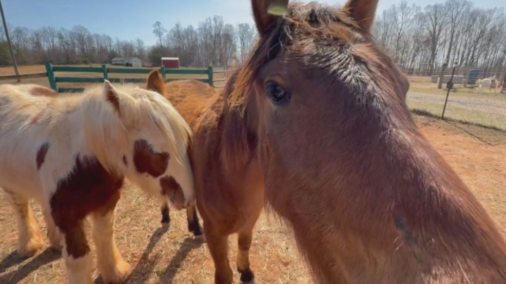 Parents honor daughter's memory by creating sanctuary for emotional ...