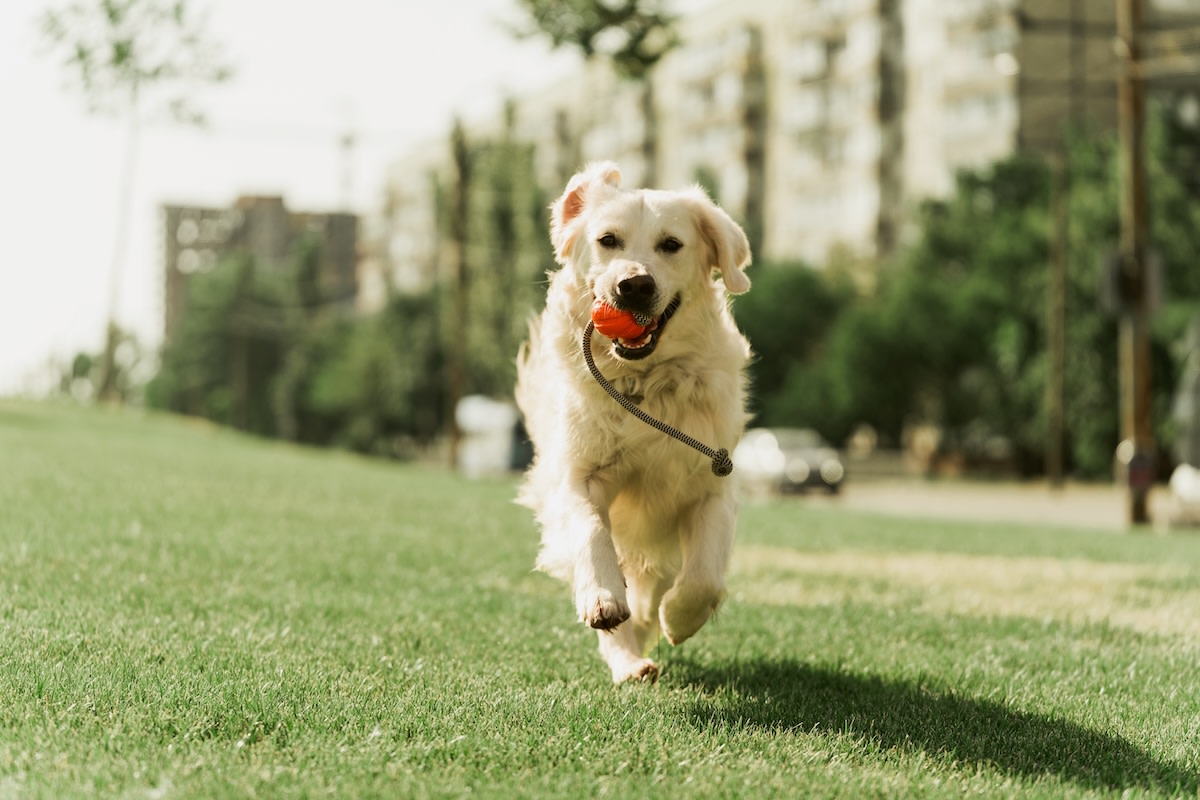 Golden Retriever’s Hilarious Octopus Toy Shenanigans Crown Him the ...
