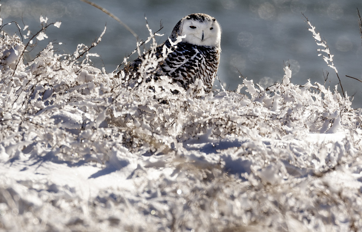 DNR Releases Disturbing Cause of Death for Popular Snowy Owl