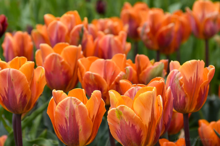 The Must-See Tulips of Holland Michigan's Spring Festival