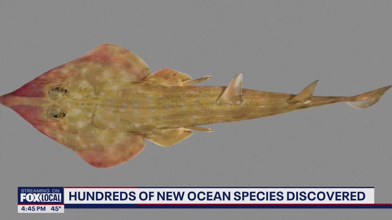 Hundreds of new marine species discovered