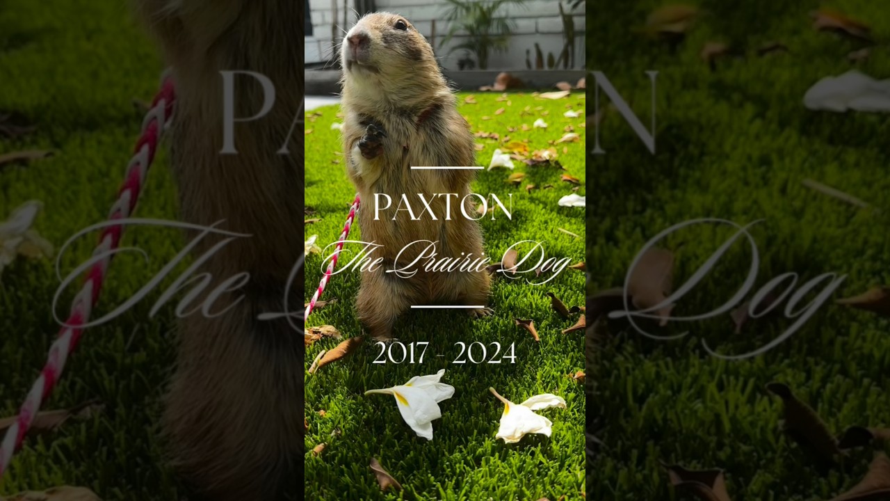 Paxton the Prairie Dog's Heartbreaking Passing