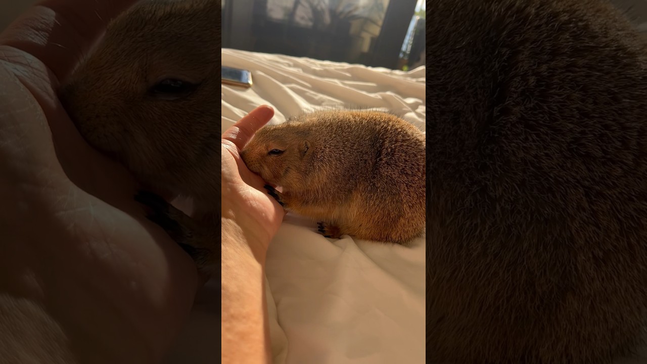 Prairie Dog Gently Nibbles on a Caring Owner