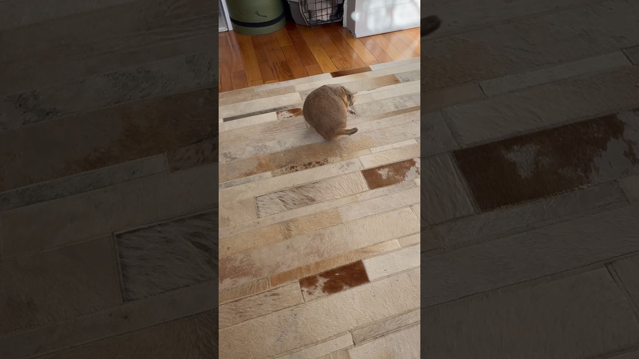 Prairie dog Poppy suddenly bursts into playful zoomies