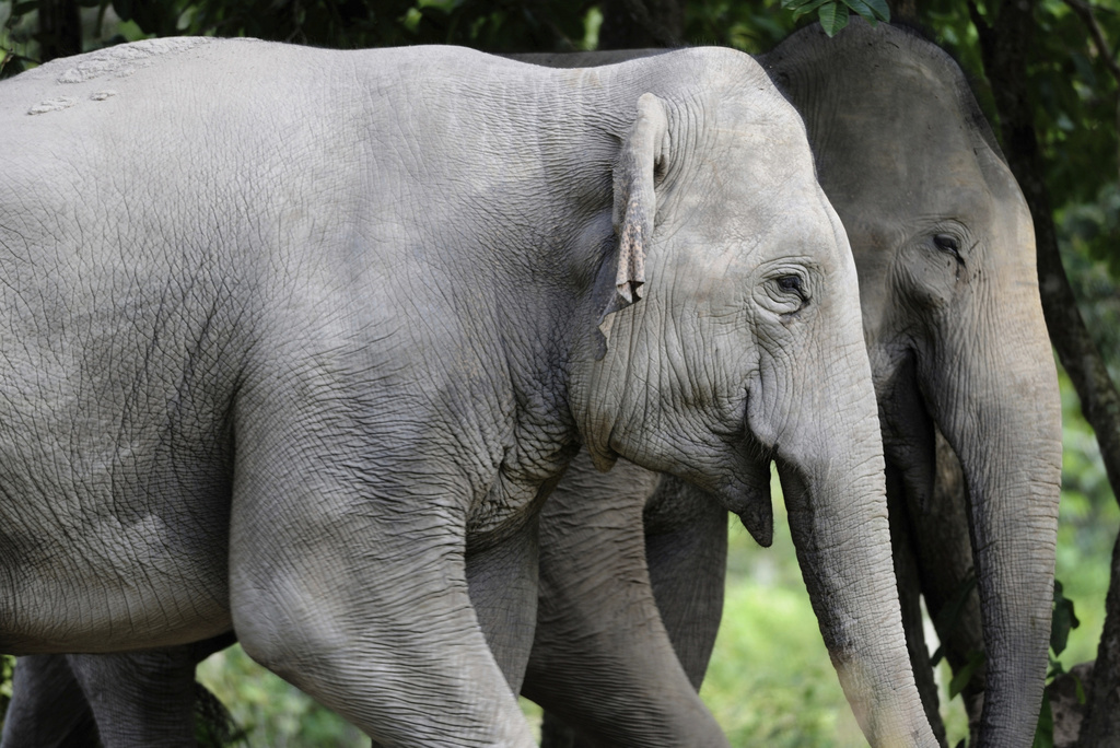 The Asian elephant population in Cambodia is more robust than ...