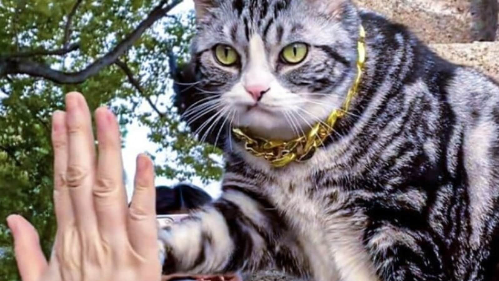 'High-five cat' goes viral in China as thousands line up for good luck