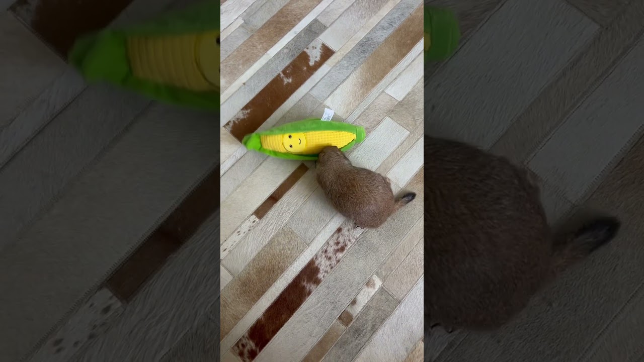 Poppy's Favorite Toy Keeps Her Busy