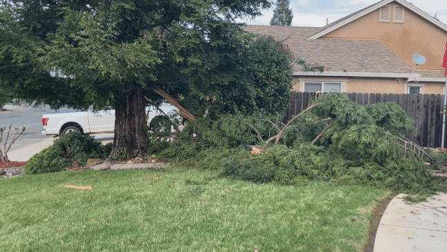Lightning strikes Redding neighborhood tree, leaves residents with damage