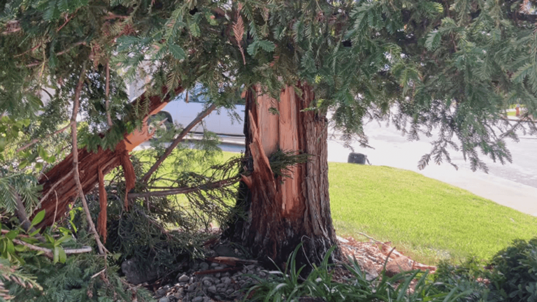 Lightning strikes Redding neighborhood tree, leaves residents with damage