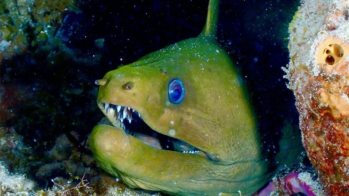 Temible pez anguila, desafiante viajero del agua dulce al mar