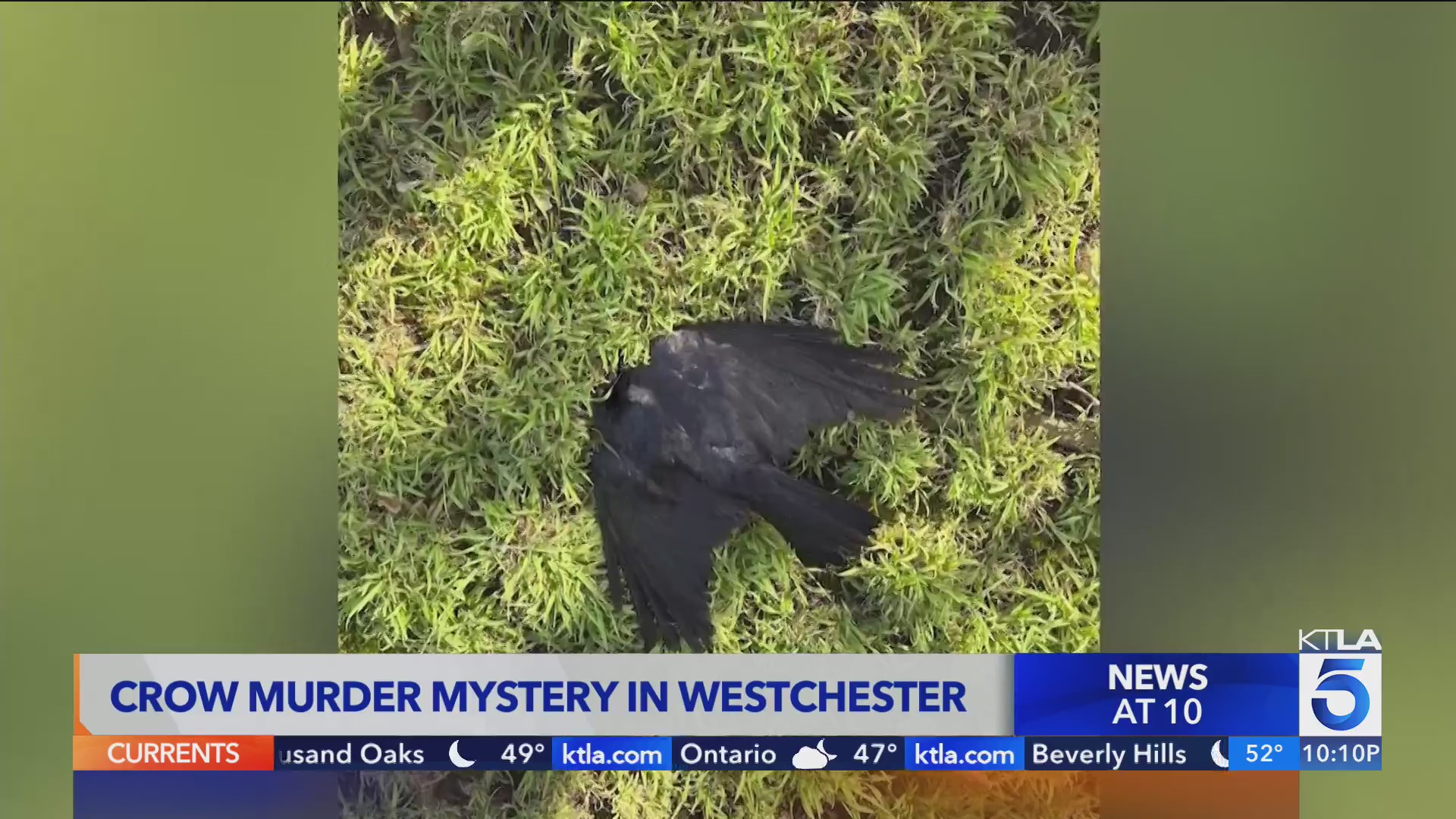 Crow murder mystery in Westchester