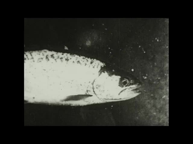 1936: Red Salmon Harvesting & Canning - A Documentary