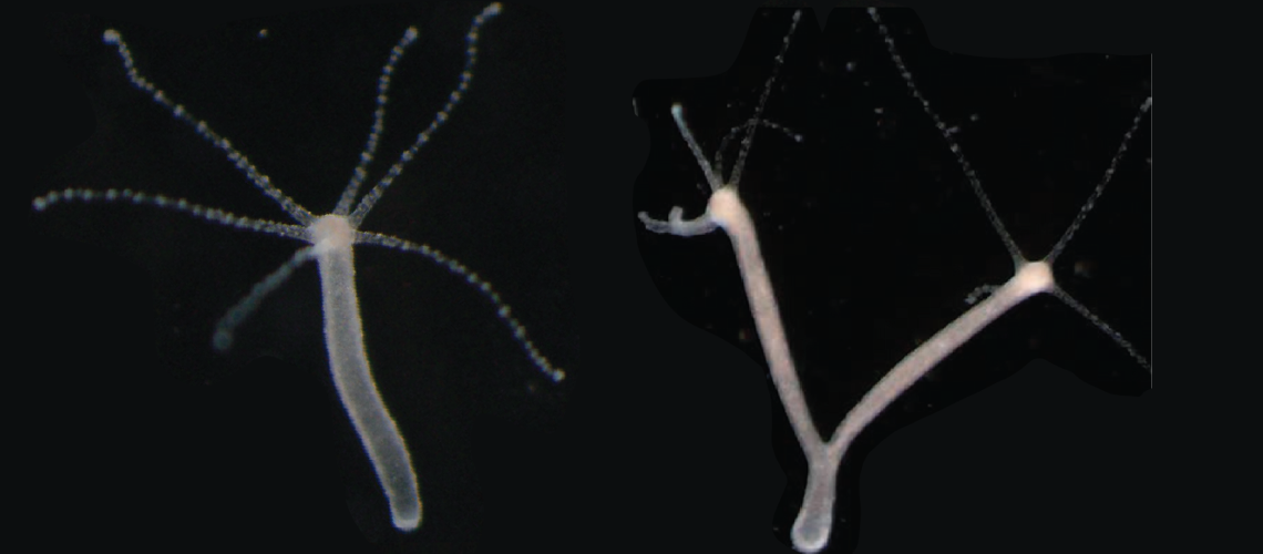 Die zweiköpfige Hydra ist kein Mythos (Videos) 👀