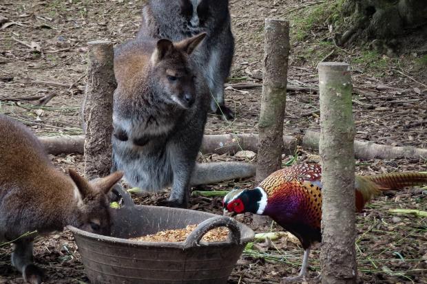 In pictures: Pheasant and wallabies stop for a bite to eat