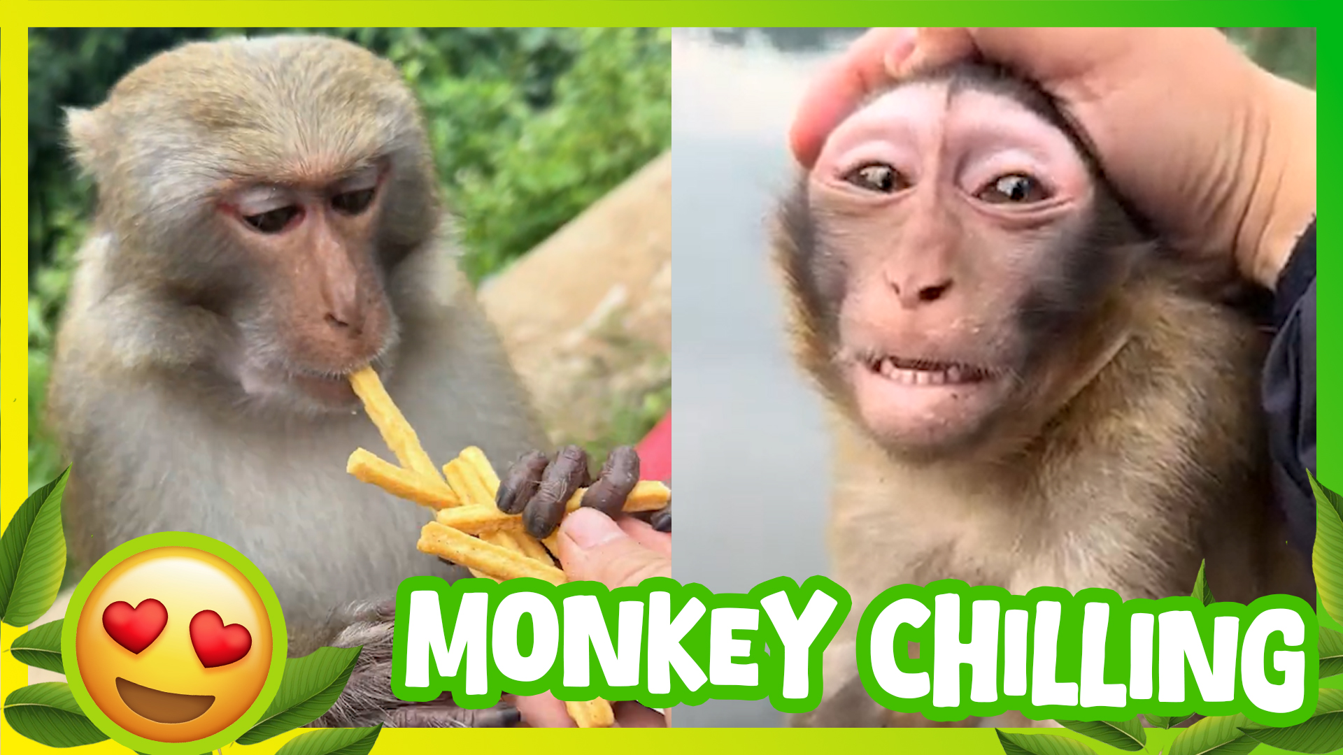 🐵 Chilled-Out Monkey! This Monkey Is Having a Relaxing Day – VDS Monkey 😎🐒