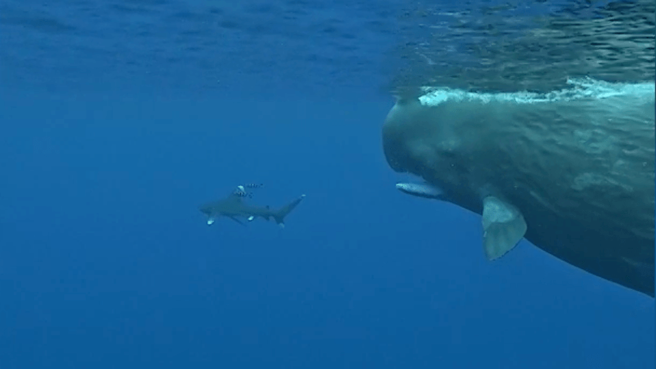 Wale retten Taucher vor Hai