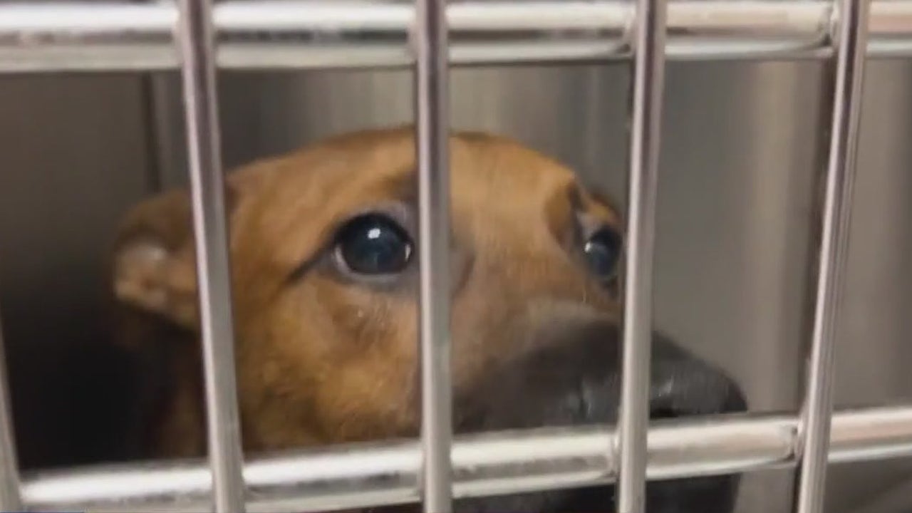 Did the COVID pandemic see more pet adoptions only for them to return ...