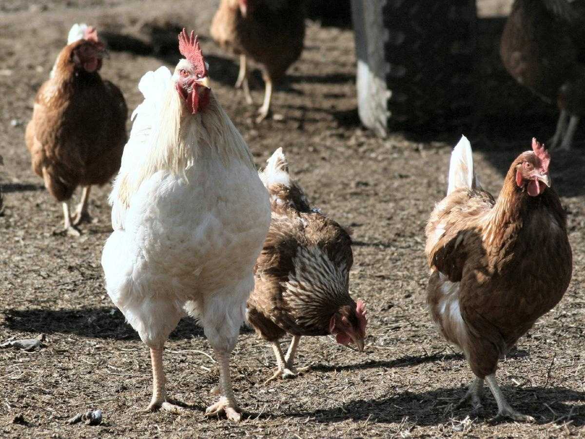 Vaccinating poultry could help cut soaring egg prices but US remains ...
