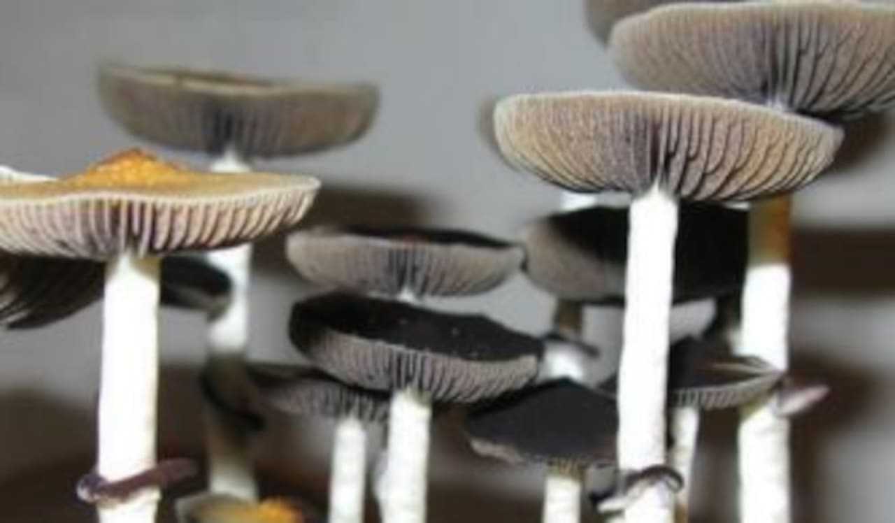 Noel Alam Sold Psychedelic Mushrooms, Alcohol: Police