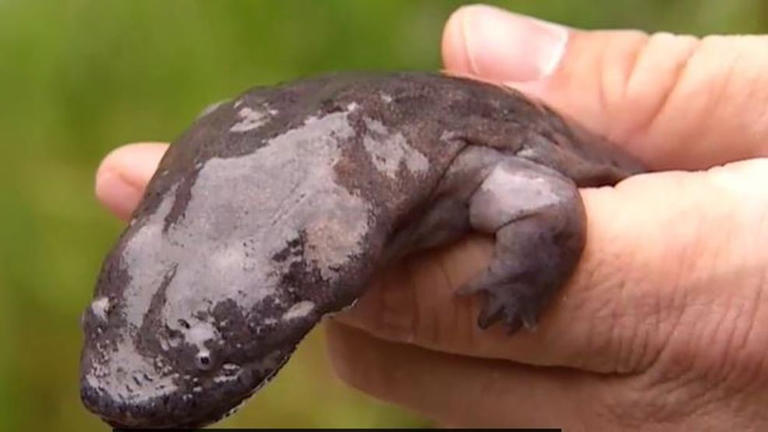 Jefferson County to unveil historic Hellbender Preserve on Celebrate ...