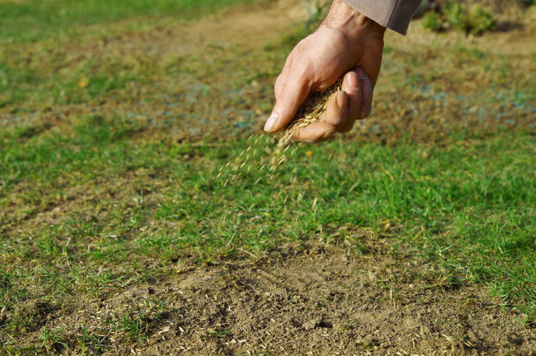 When To Plant Grass Seed In Spring For A Lush Lawn