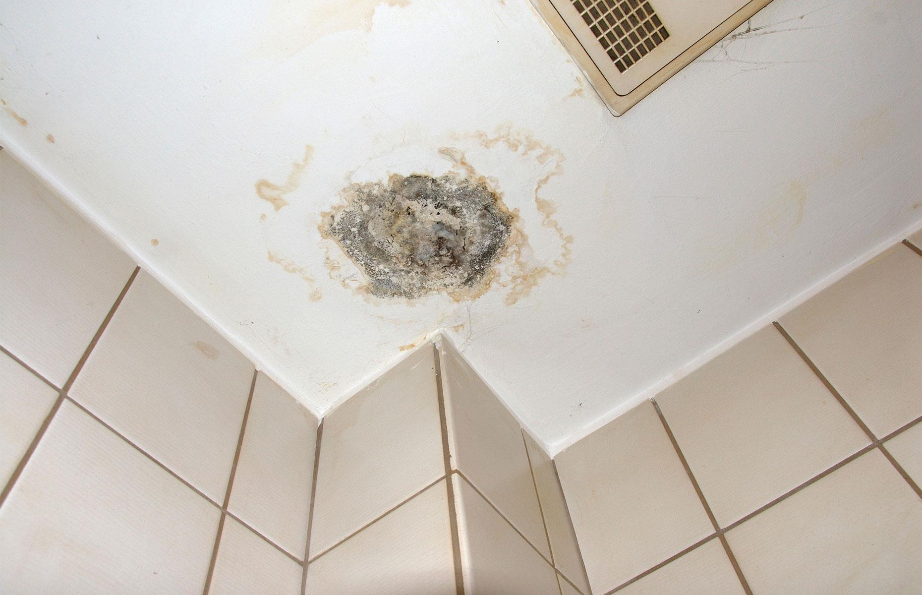 How To Spot (And Treat) These 12 Mold Varieties In Your Home