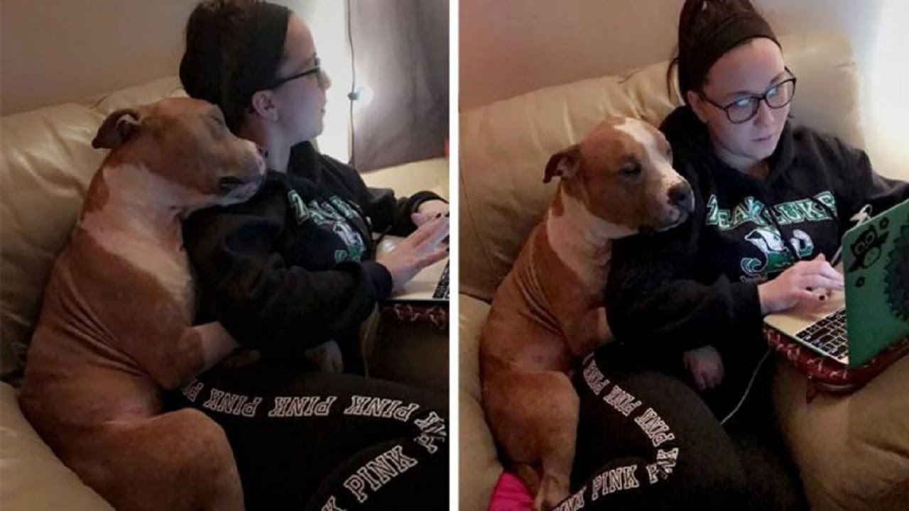 Woman adopts sad pitbull from shelter and heartwarming hugs show his ...