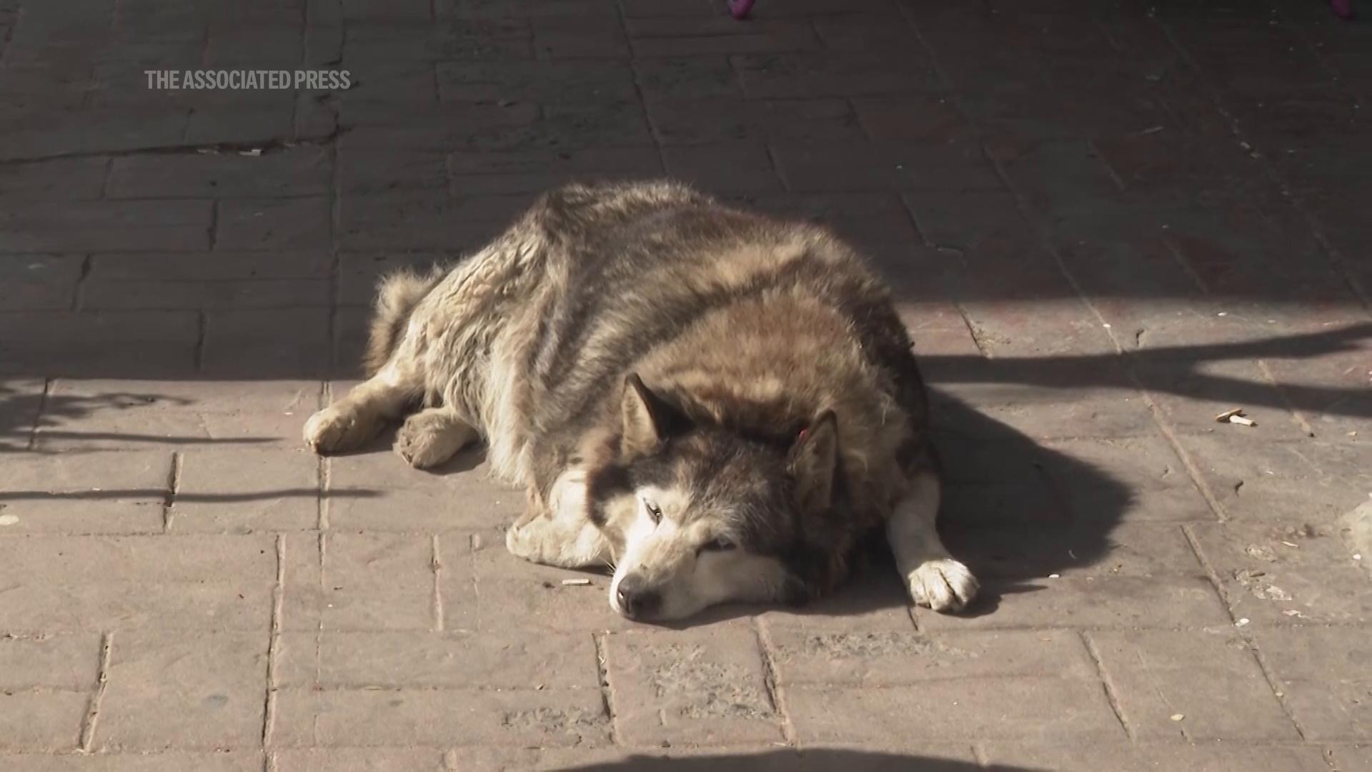 Turkish authorities vow to enforce controversial law to cull stray dogs ...