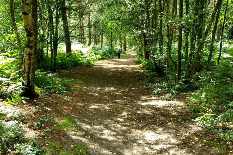 Surrey among UK's cycling hotspots for families with ancient woodland ...