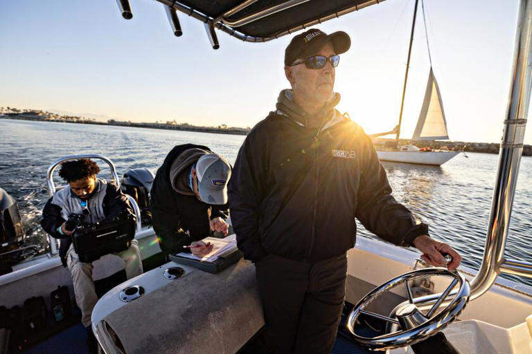 As baby great whites cruise among California surfers, science finds ...