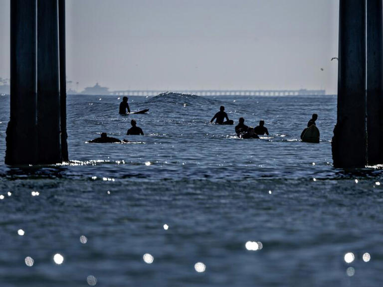 As baby great whites cruise among California surfers, science finds ...