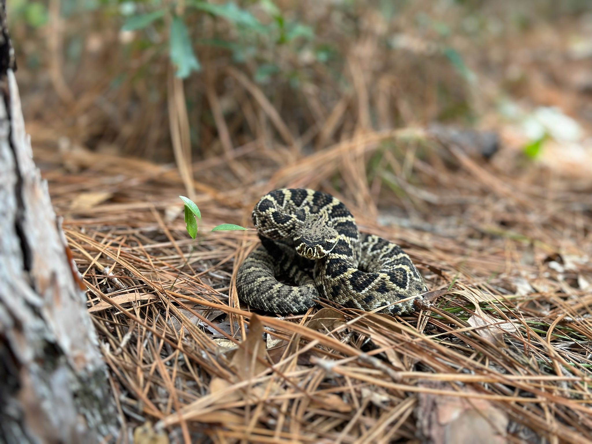 Photos: Venomous snakes native to the Southeastern US
