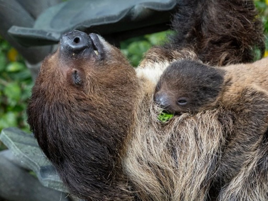 Süsse Bilder: Faultier-Baby in Zoo geboren